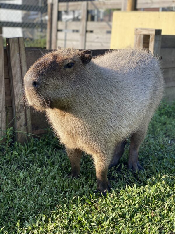 Our Capybara – Wellington Conservation Center