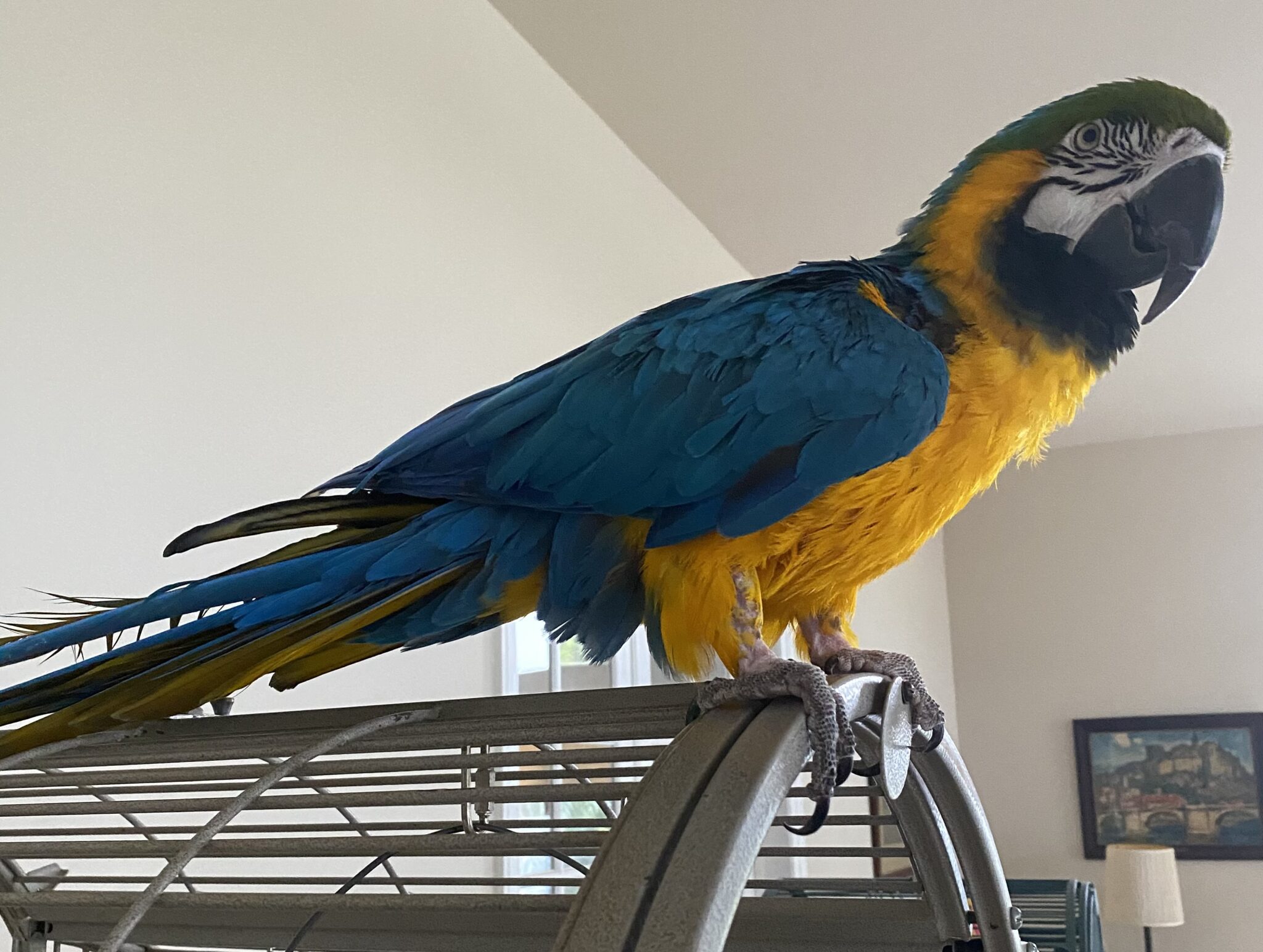 Our Animals – Wellington Conservation Center