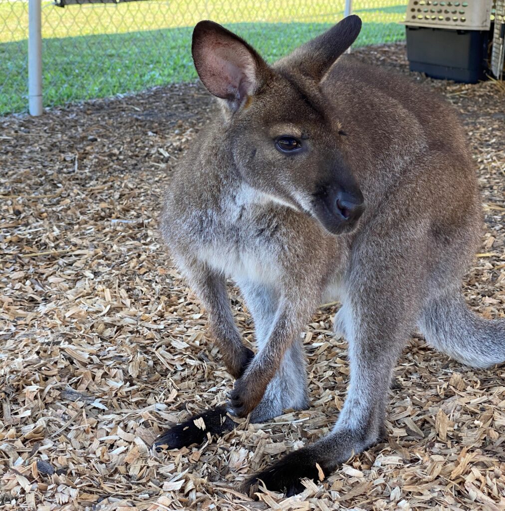 Our Animals – Wellington Conservation Center
