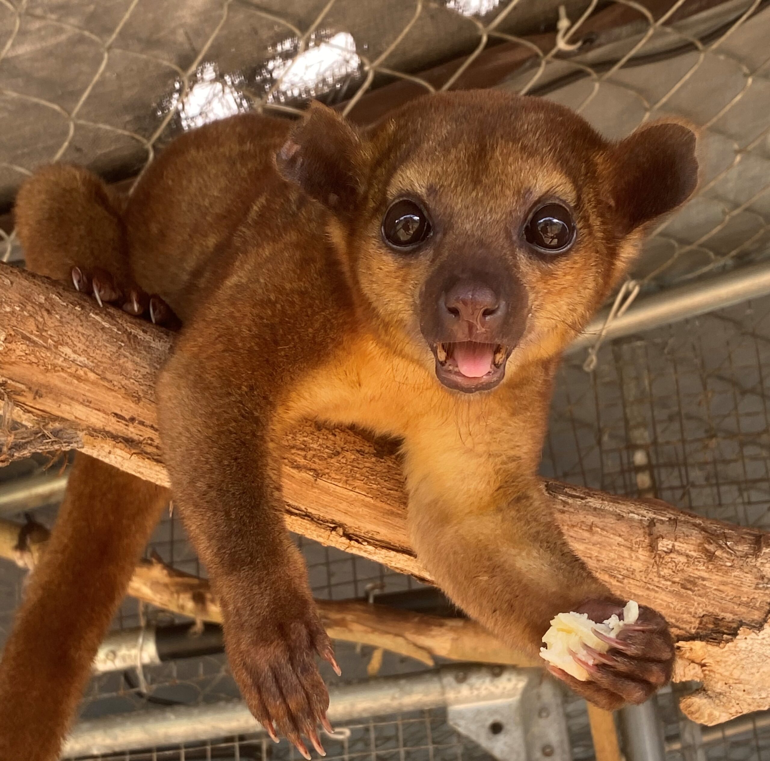 Our Kinkajou – Wellington Conservation Center