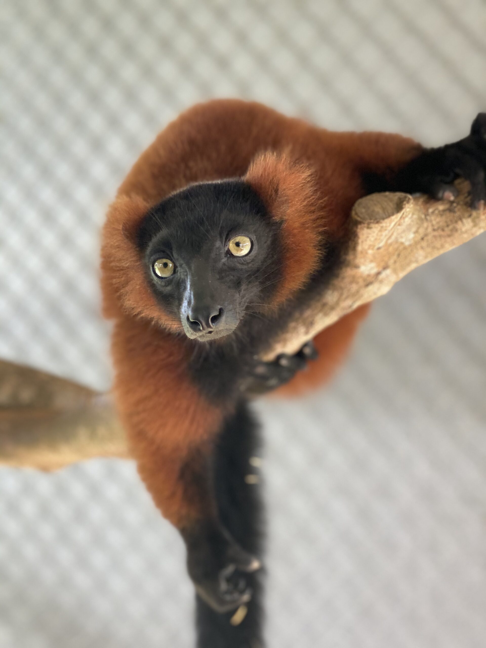 Our Red Ruffed Lemurs – Wellington Conservation Center