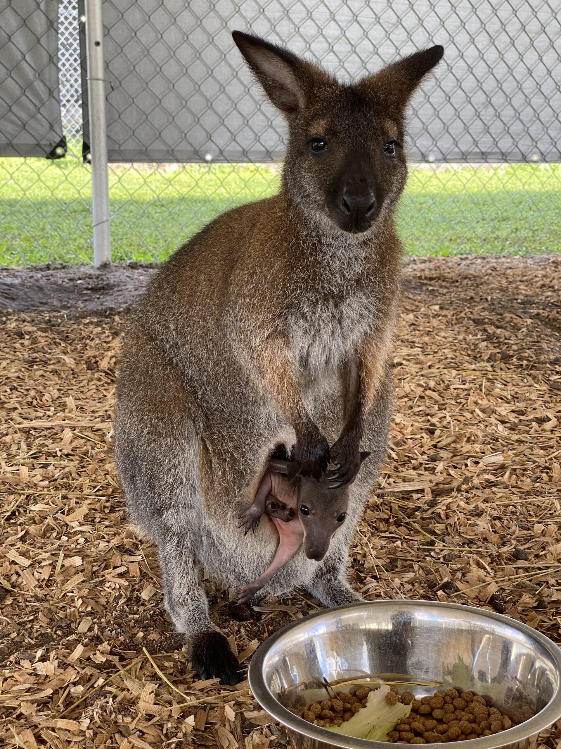 Our Bennett’s Wallabies – Wellington Conservation Center