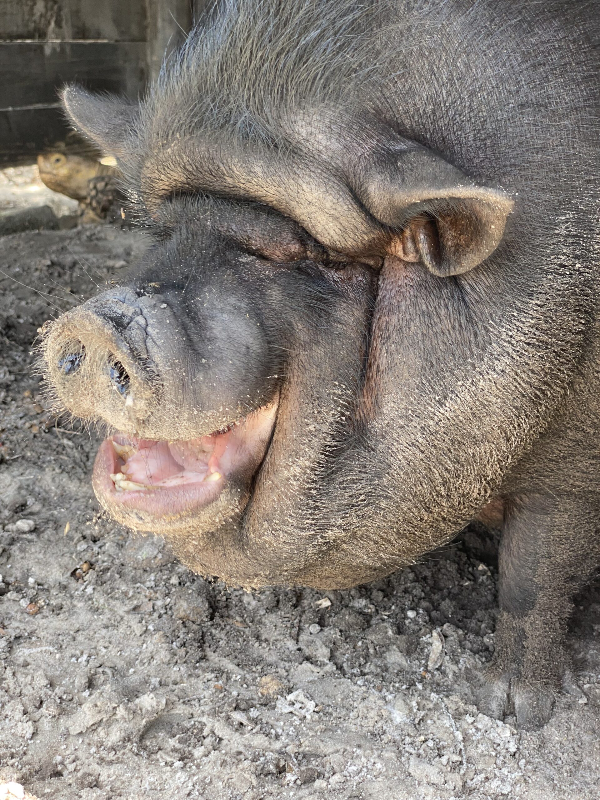 Our Pot-Bellied Pig – Wellington Conservation Center