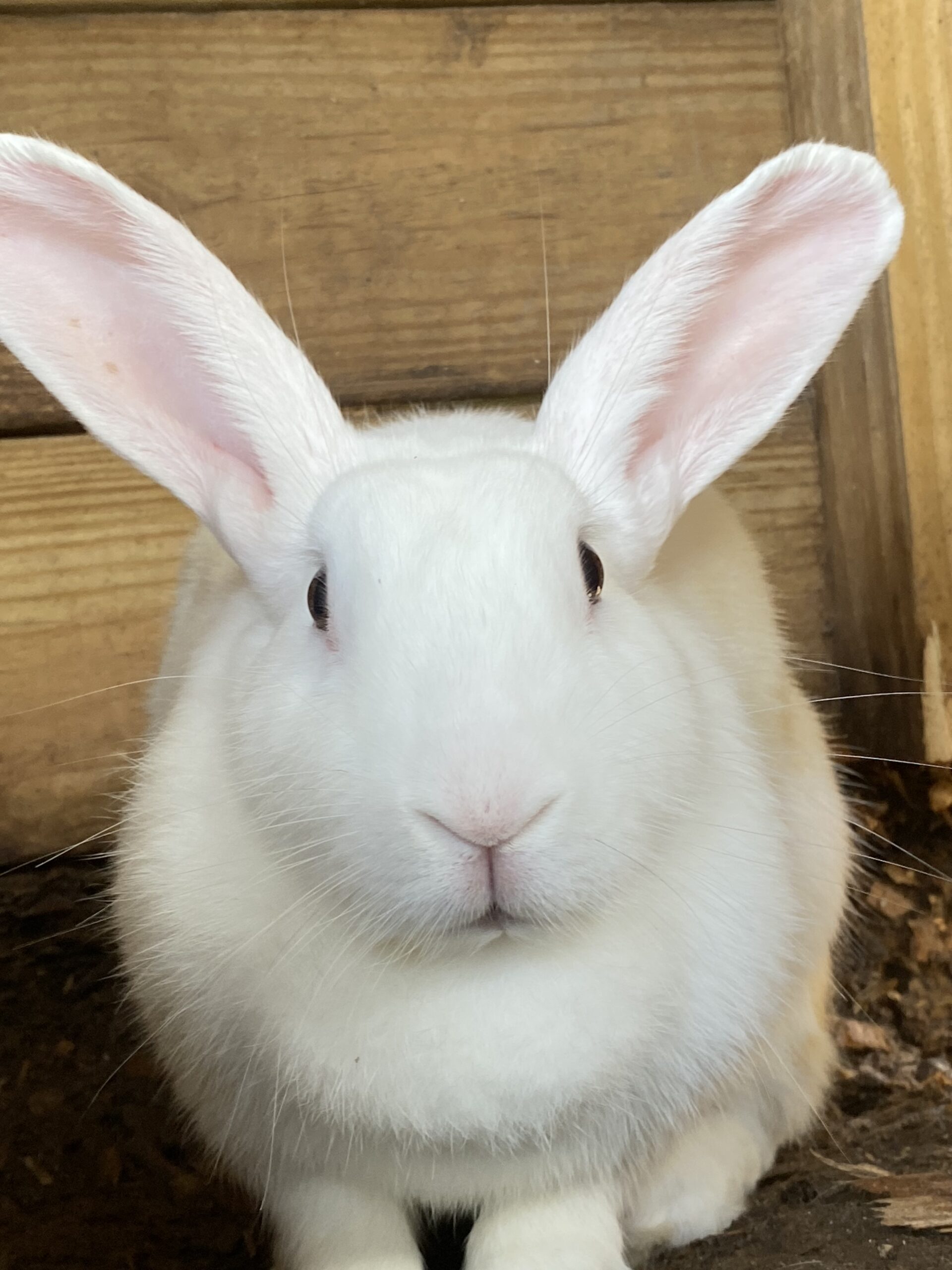 Our Rex Rabbits – Wellington Conservation Center