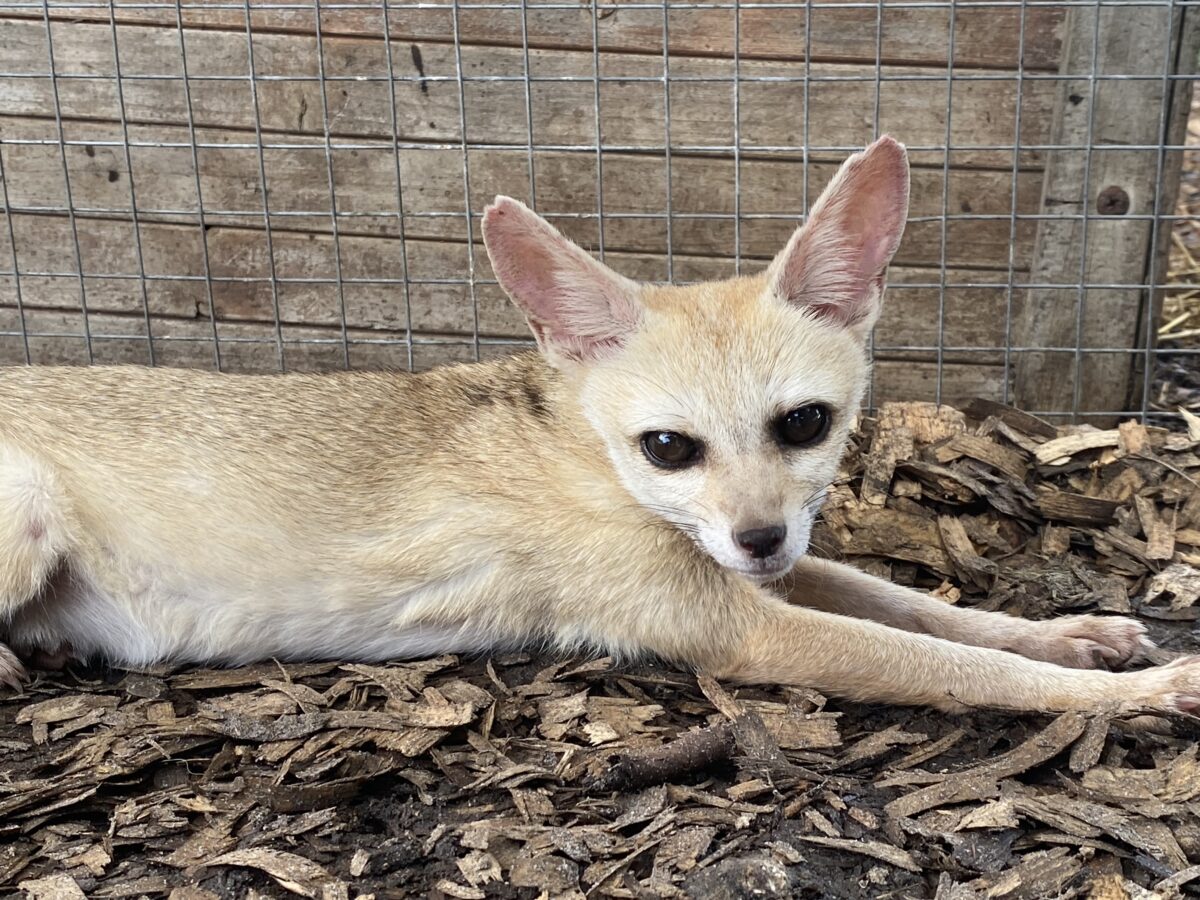 Our Pale Foxes – Wellington Conservation Center