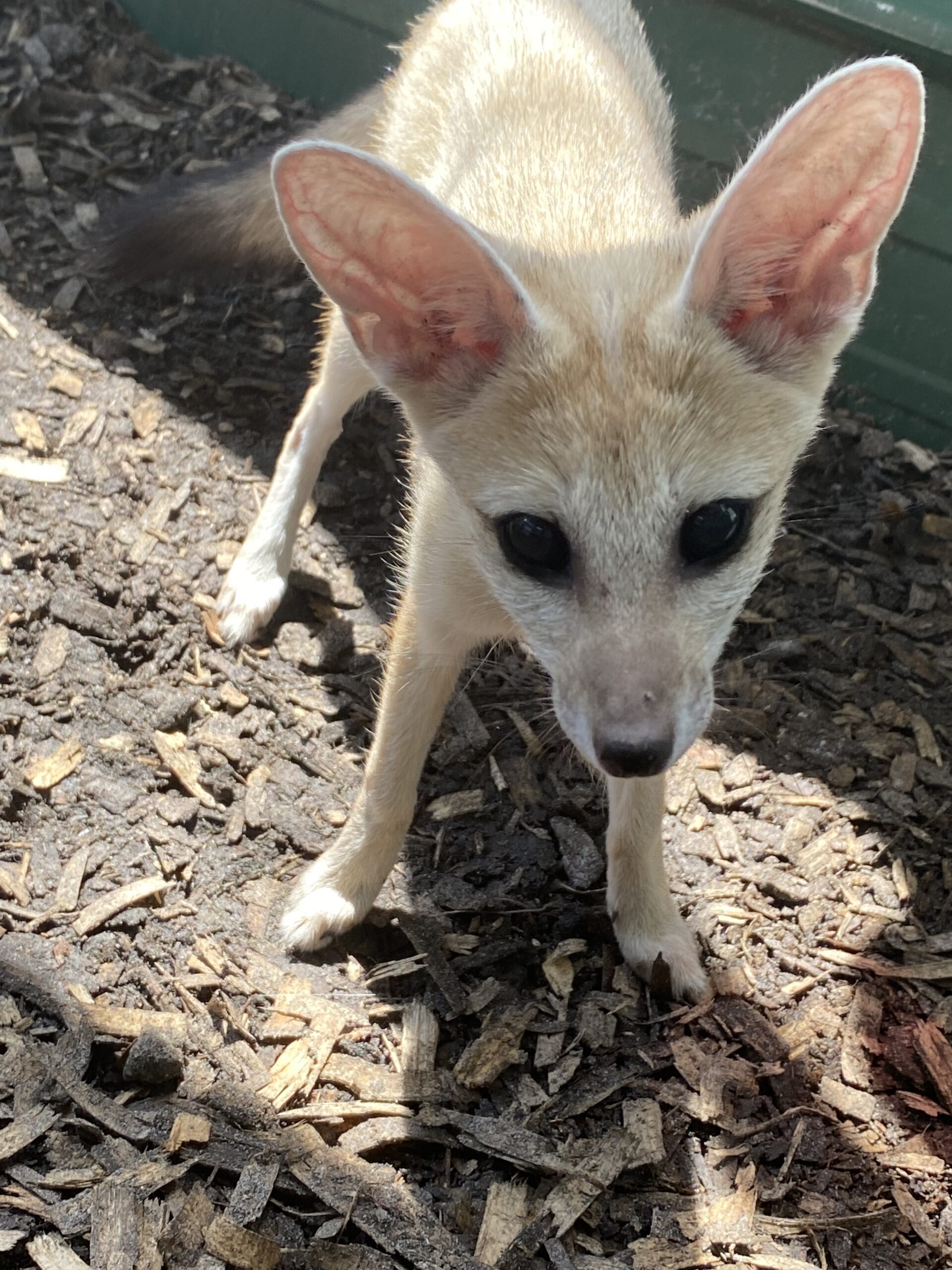 Our Pale Foxes – Wellington Conservation Center