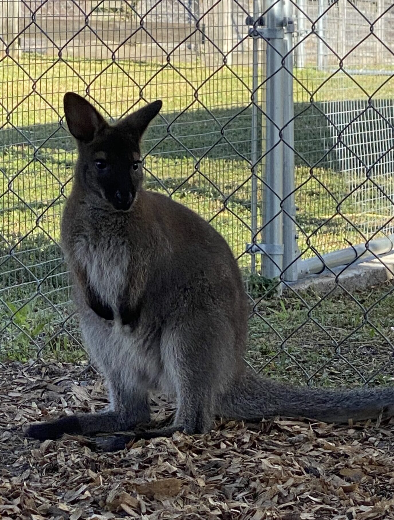 Our Bennett’s Wallabies – Wellington Conservation Center