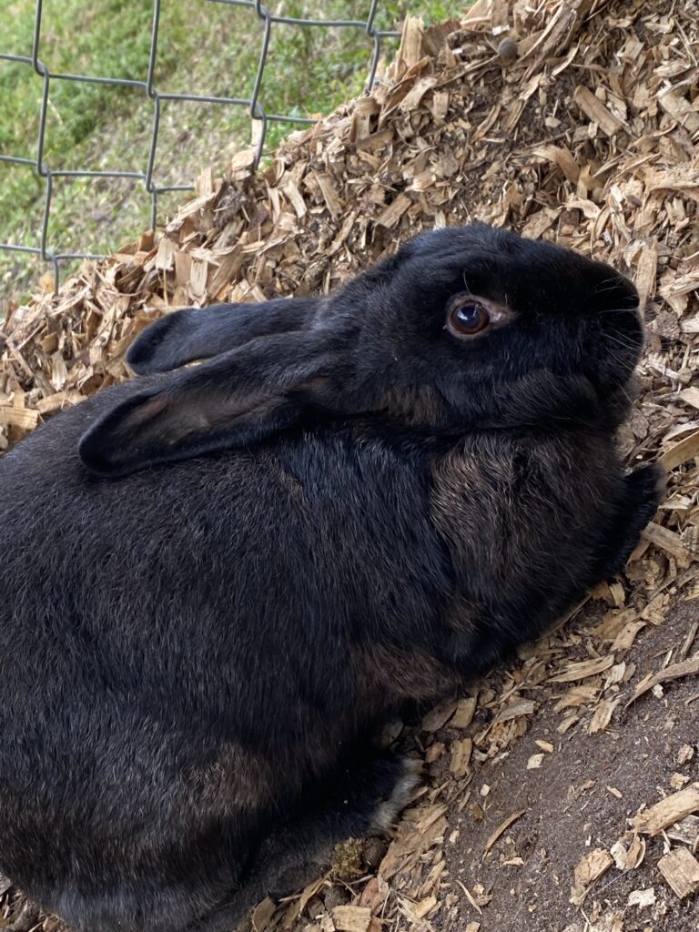 Our Rex Rabbits – Wellington Conservation Center