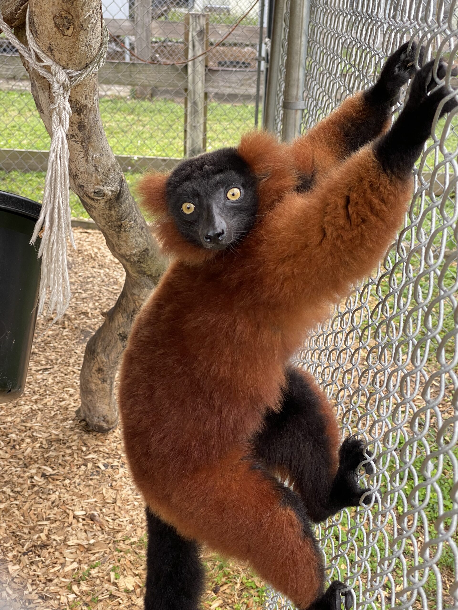 Our Red Ruffed Lemurs – Wellington Conservation Center