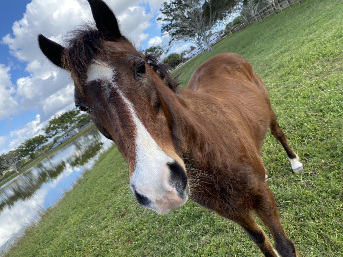 Our Hackney Pony – Wellington Conservation Center
