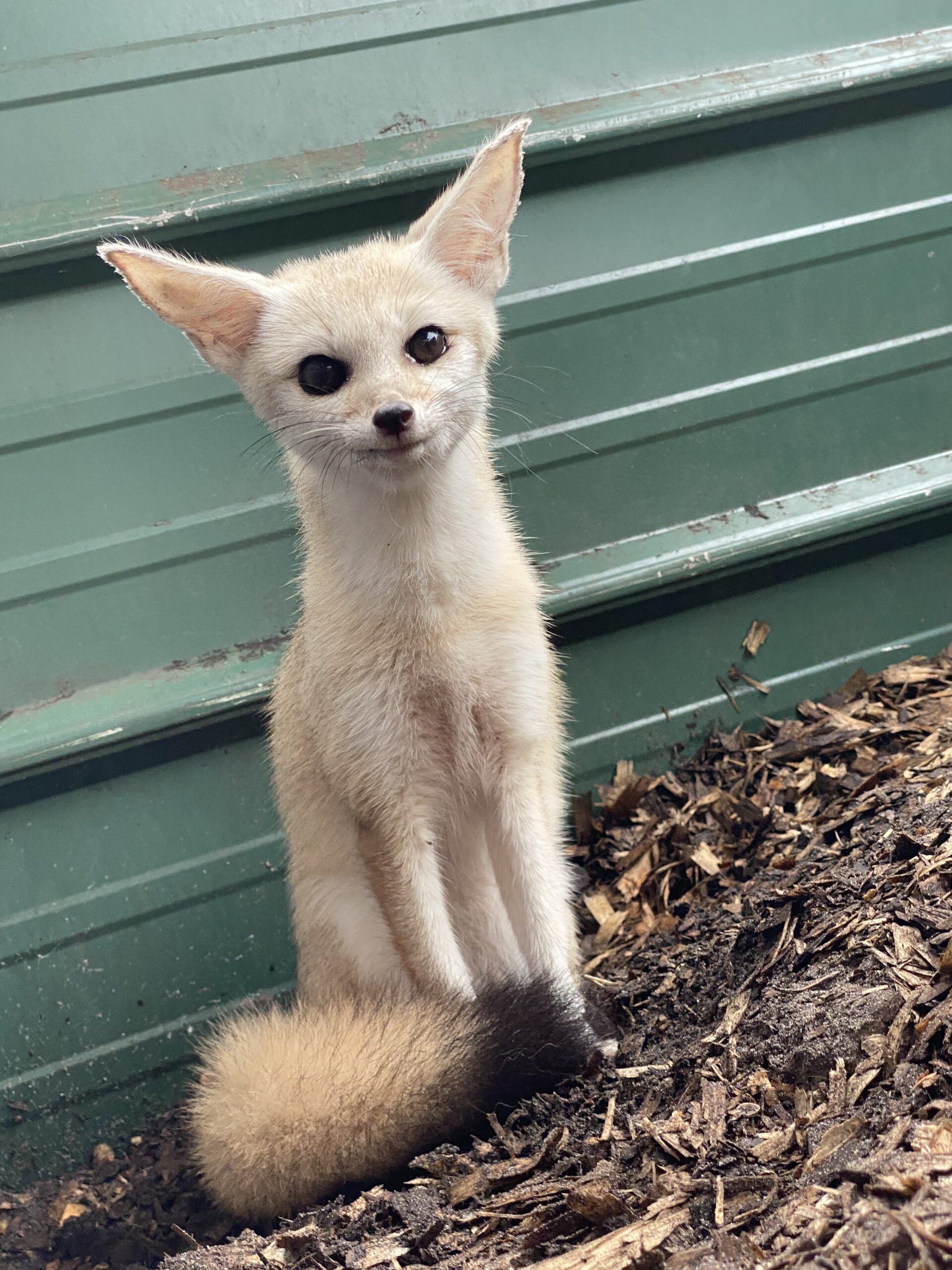 Our Pale Foxes – Wellington Conservation Center