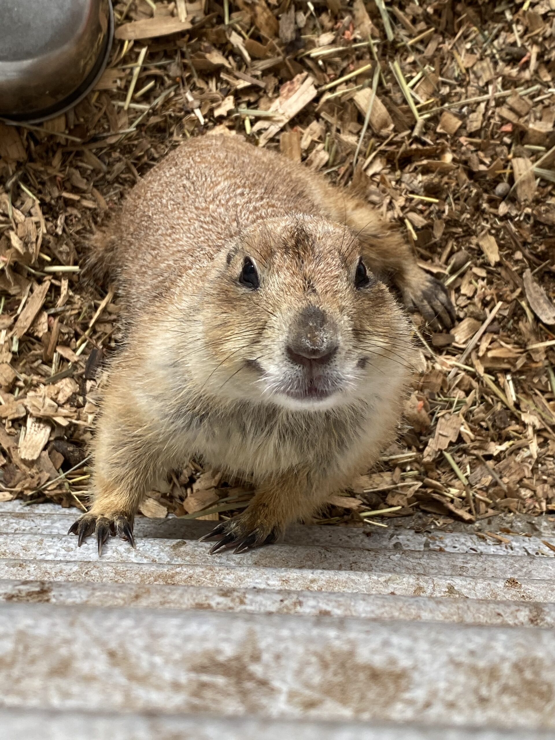 Our Prairie Dogs – Wellington Conservation Center