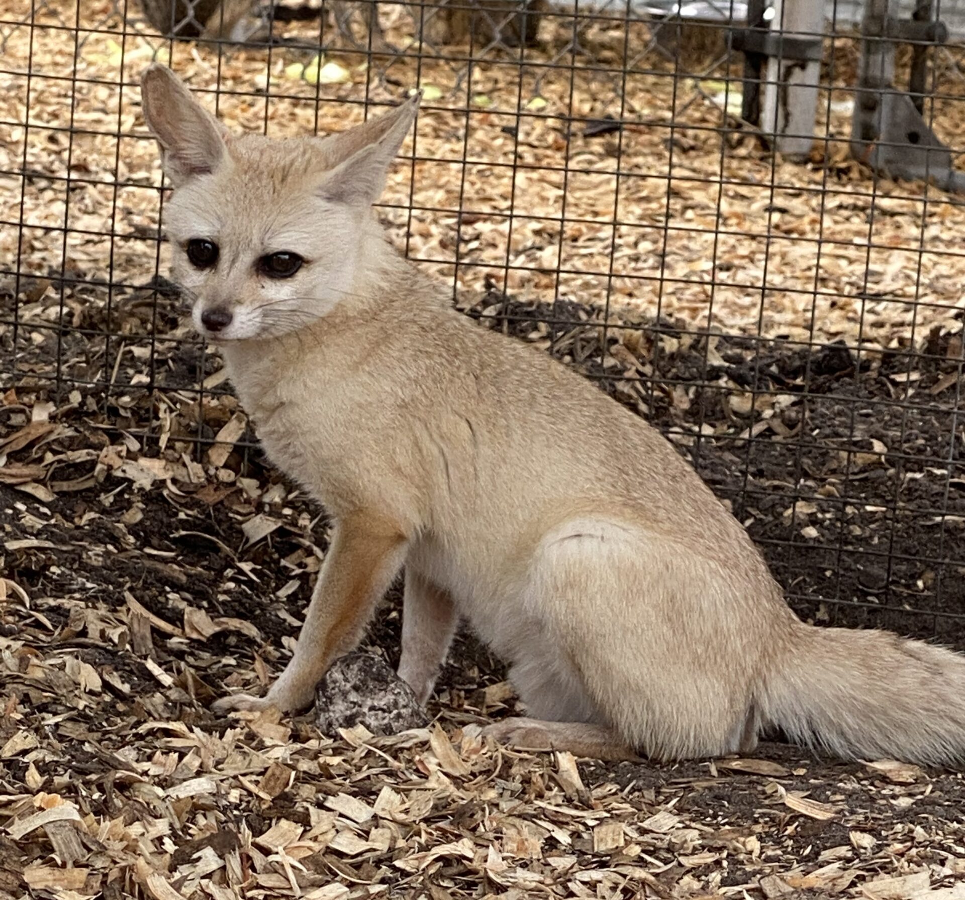 Our Pale Foxes – Wellington Conservation Center