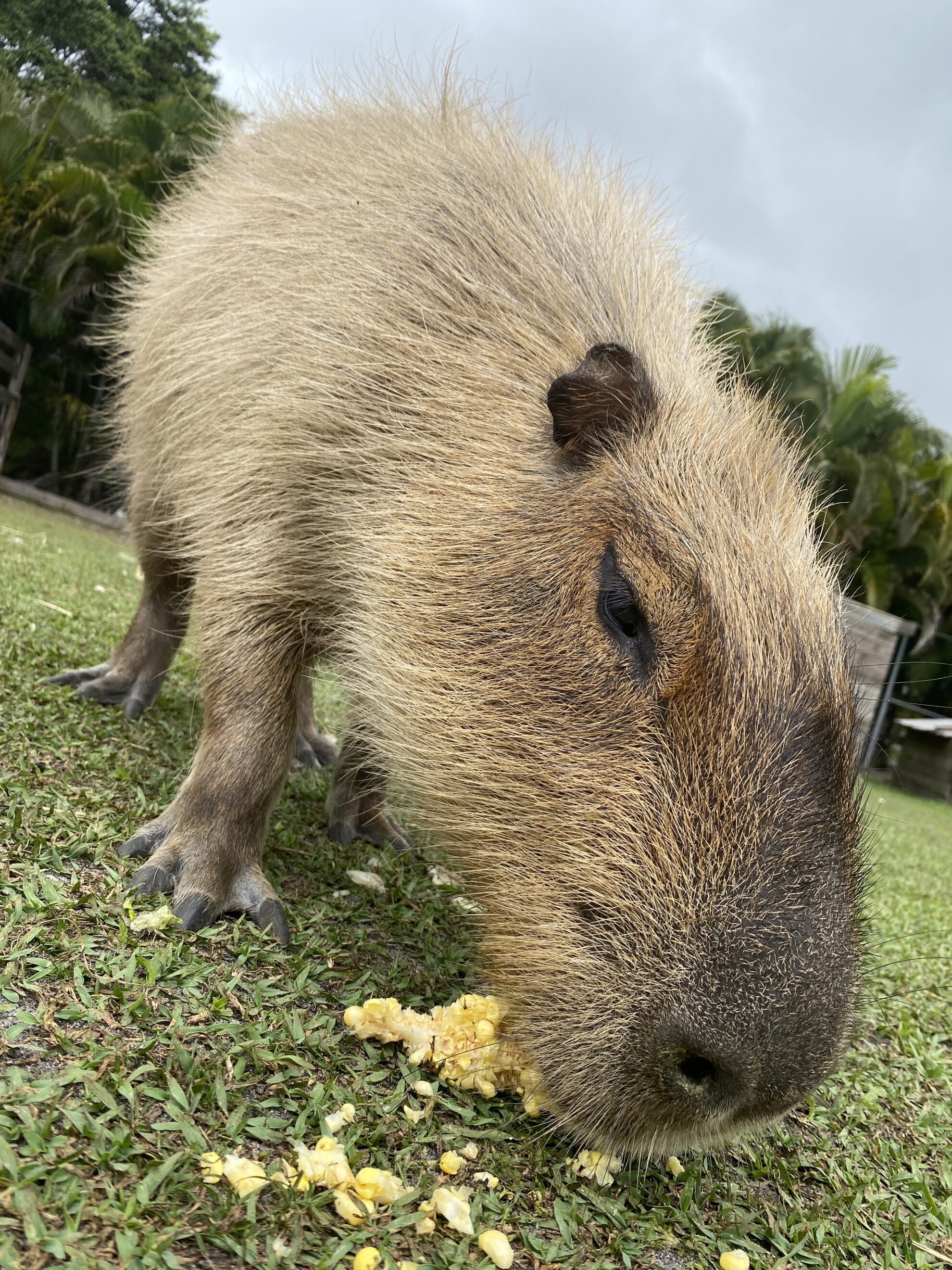 Our Capybara – Wellington Conservation Center
