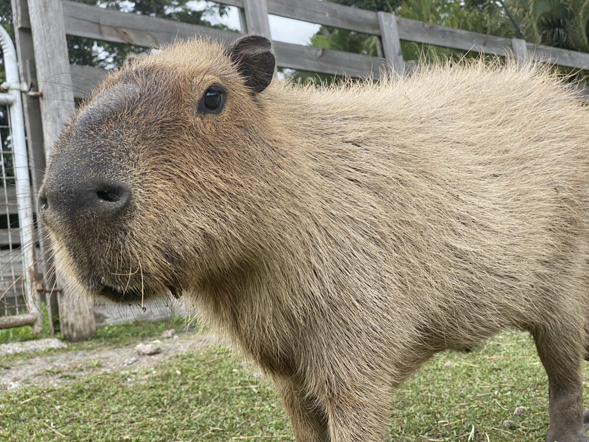 Our Animals – Wellington Conservation Center