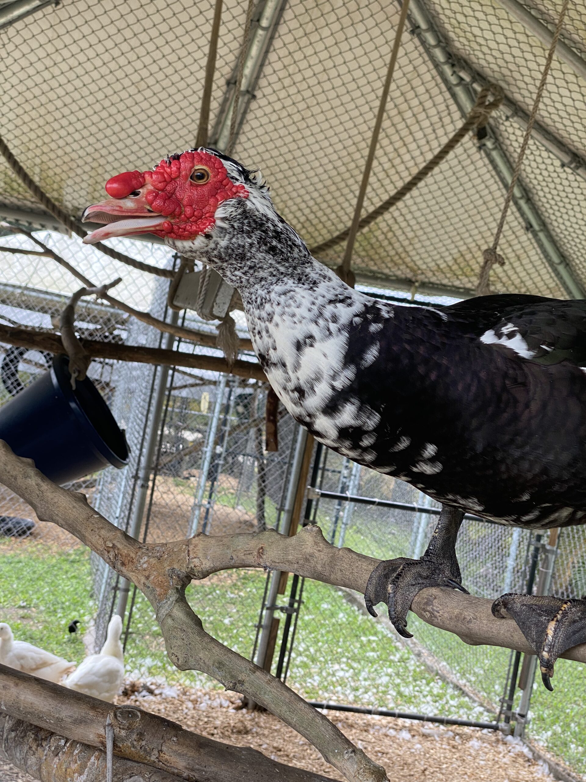 Our Muscovy Ducks – Wellington Conservation Center