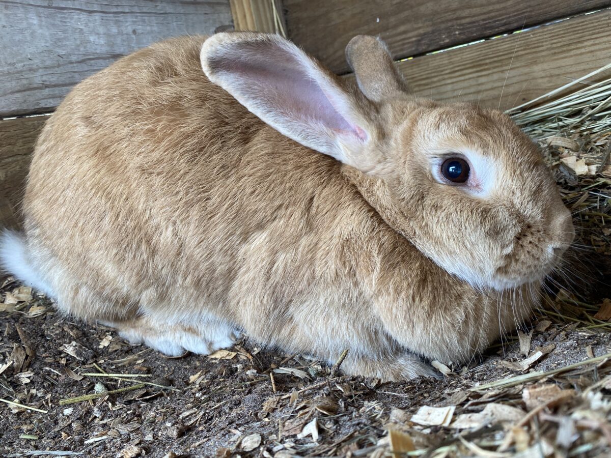 Our Rex Rabbits – Wellington Conservation Center