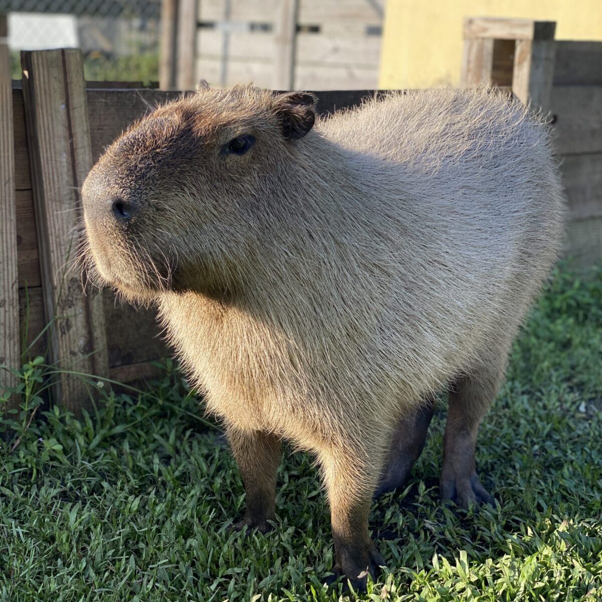 Visit Us – Wellington Conservation Center